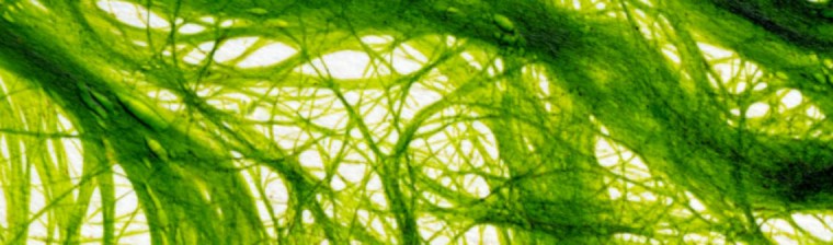 Algocarburants : un bilan encore pire que celui des agrocarburants ...