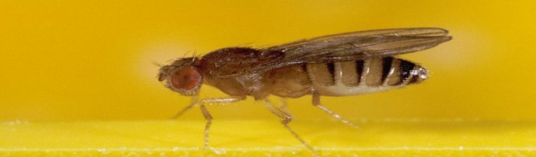 L’intelligence artificielle, une aide à la conception des robots mouche ...