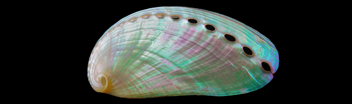 La nacre : une source d'inspiration en céramique | Techniques de l ...