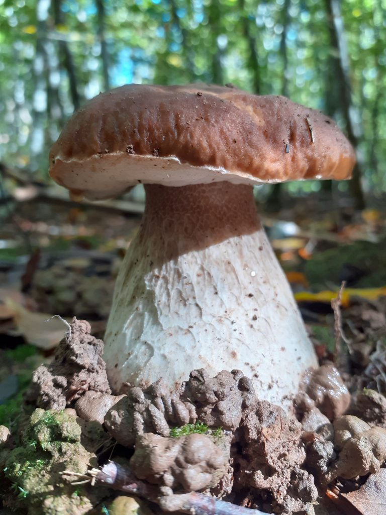 Les communautés de champignons du sol au service d'une forêt durable ...
