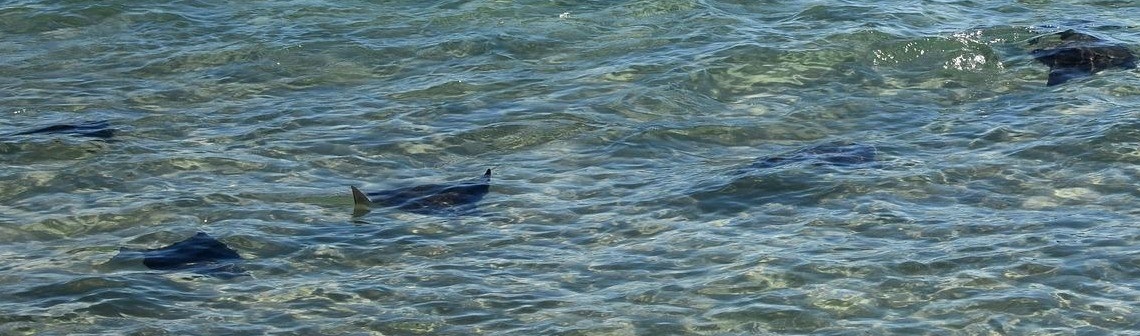 Des tests de paternité pour estimer l'abondance des poissons ...