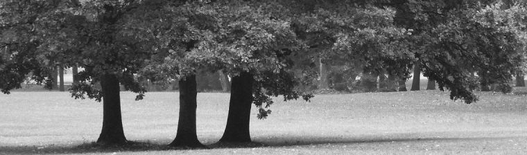 Urbasense : des capteurs connectés pour prendre le pouls des arbres | Techniques de l'Ingénieur