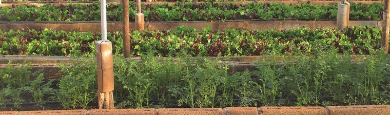 Avec Insolagrin, Insolight concilie photosynthèse et photovoltaïque ...