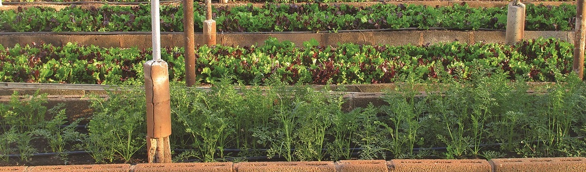 Avec Insolagrin, Insolight concilie photosynthèse et photovoltaïque ...