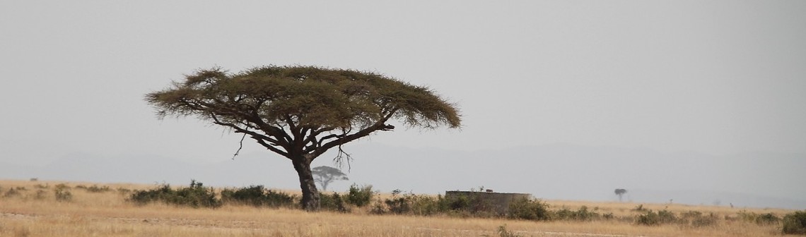 Un meilleur chiffrage des stocks de carbone des arbres d'Afrique ...