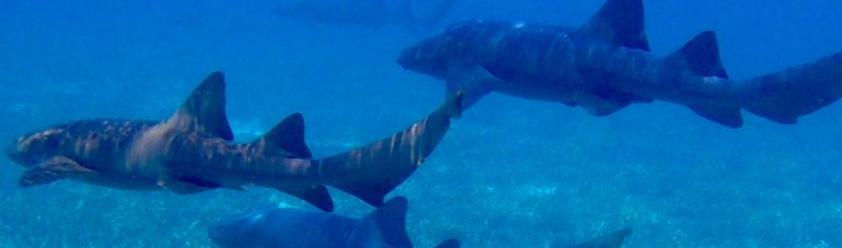 La surpêche conduit à l'extinction des requins de récifs dans le monde ...