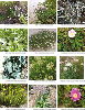 Plantes halophytes - Diversité et applications : Culture des halophytes ...