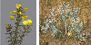 Plantes halophytes - Diversité et applications : Culture des halophytes ...