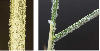Plantes halophytes - Diversité et applications : Culture des halophytes ...